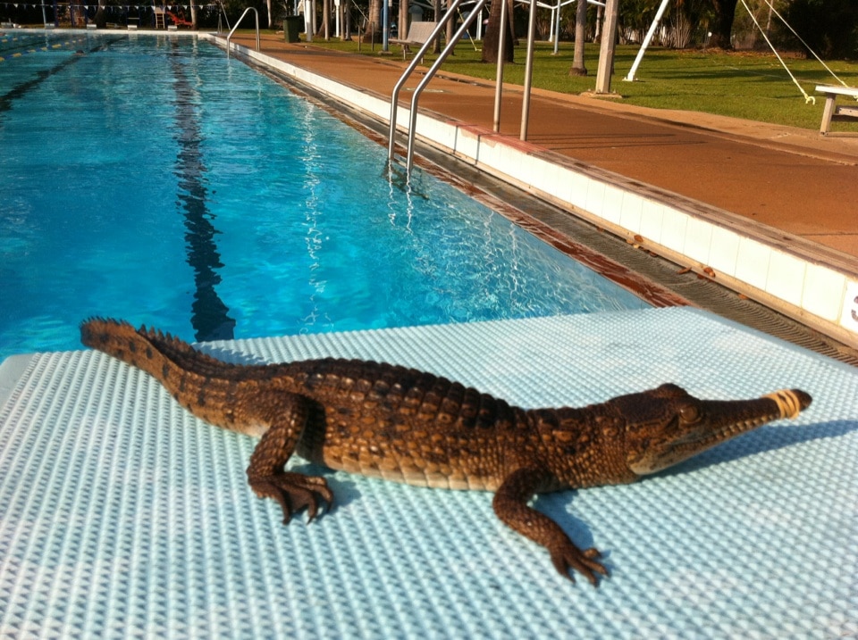 Crocodile in public pool motivates early swimmers - ABC News