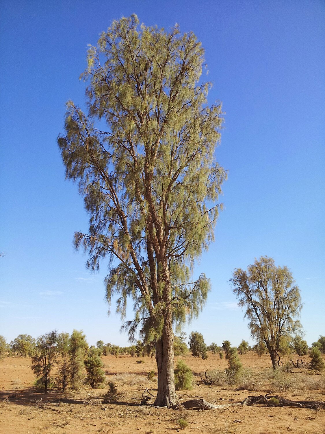 Rare outback Waddi tree gets new life in Longreach greenhouse - ABC News