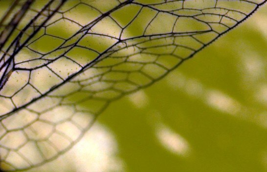 The Ariadne Project - ABC listen