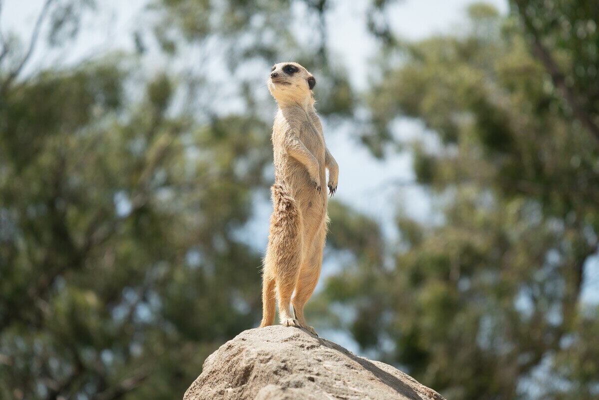 Animal tourism in central and northern Victoria strengthens native ...