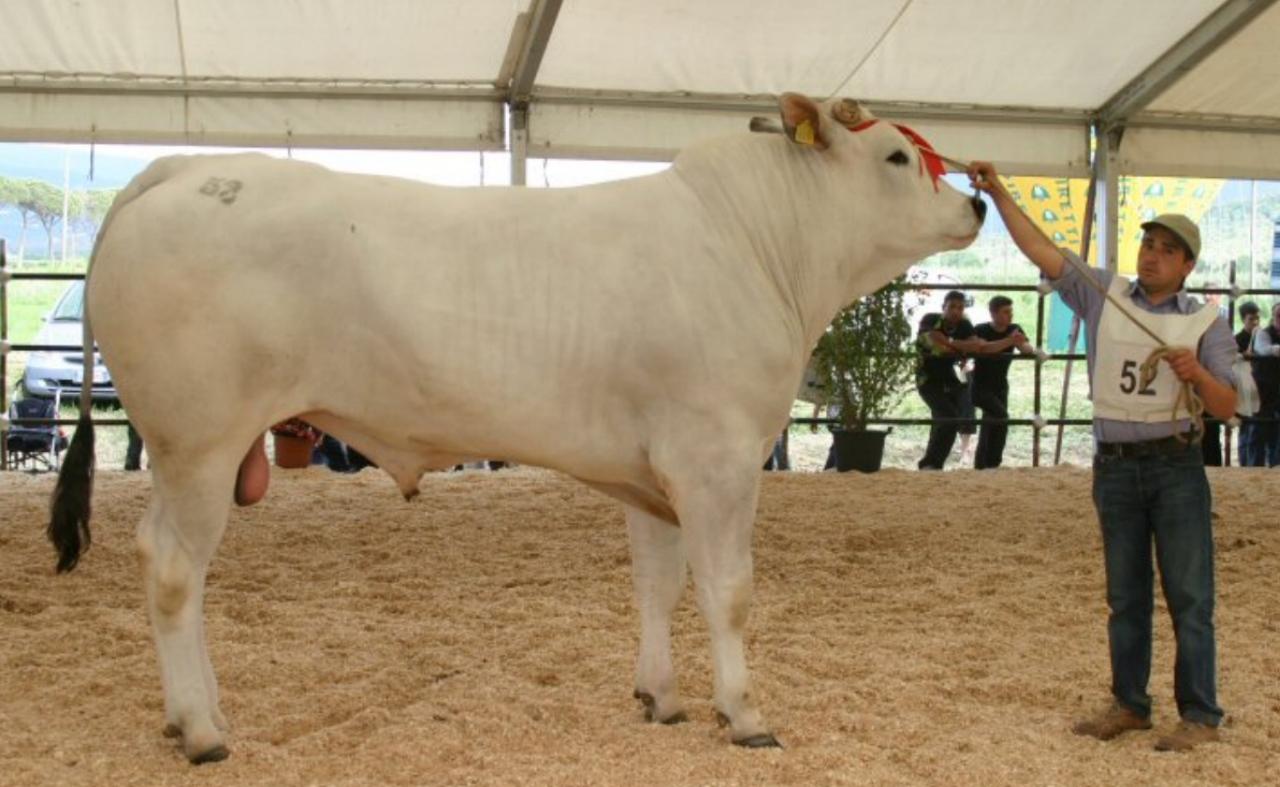 WA farmer breeding cattle from worlds largest bull - ABC listen