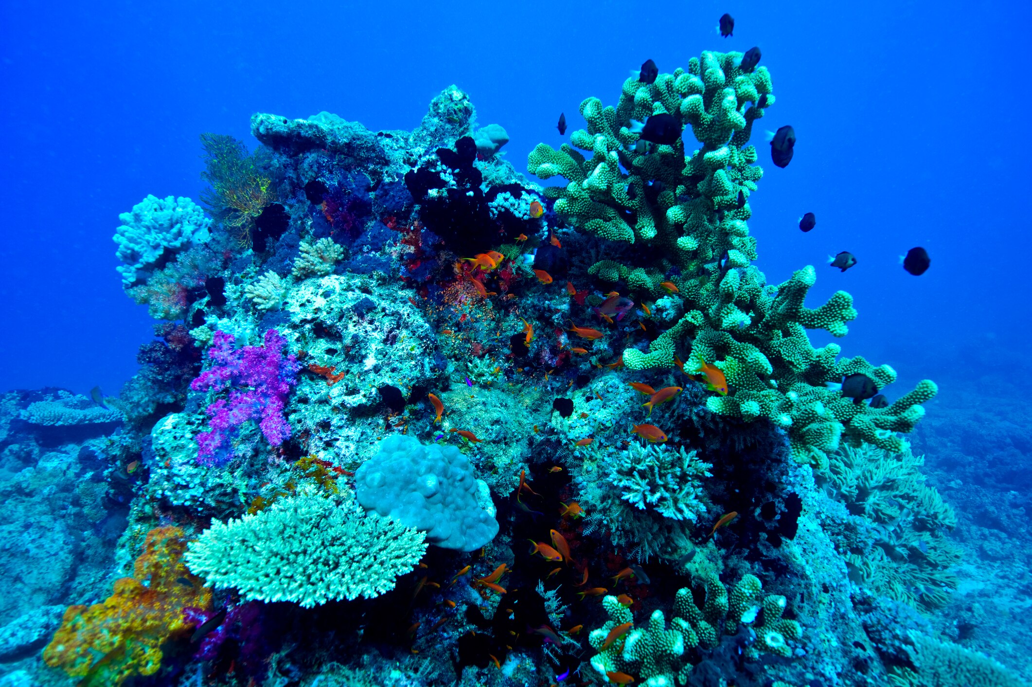 The Science Show with Robyn Williams - ABC listen