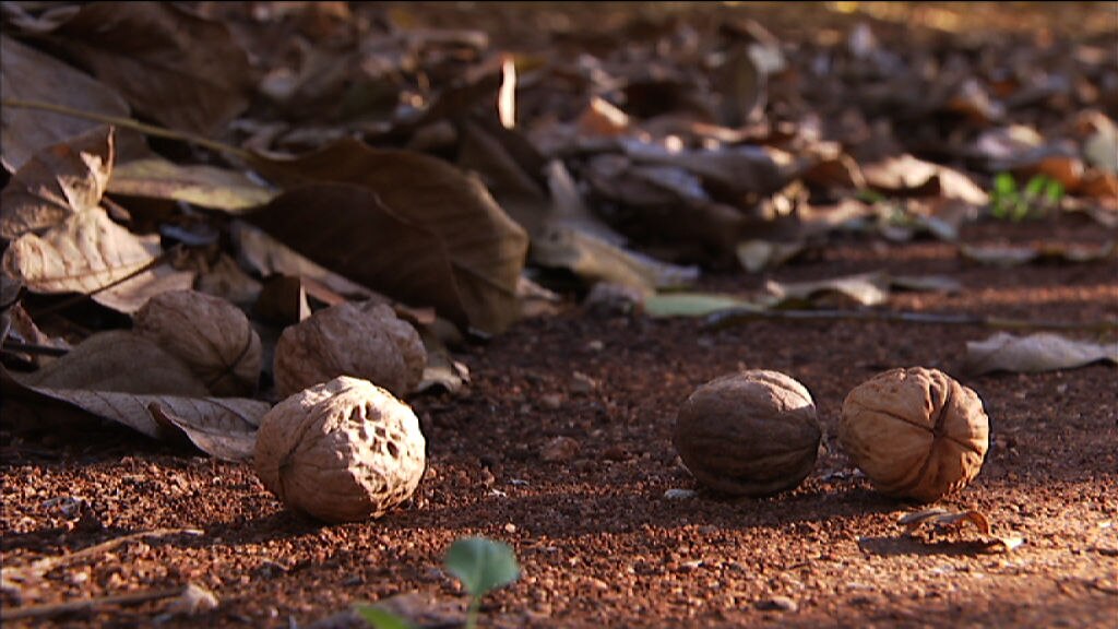 Get Crackin' - ABC News