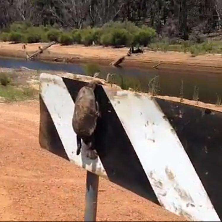 Wildlife attacks increasing in WA's south with turtles strung up and ...