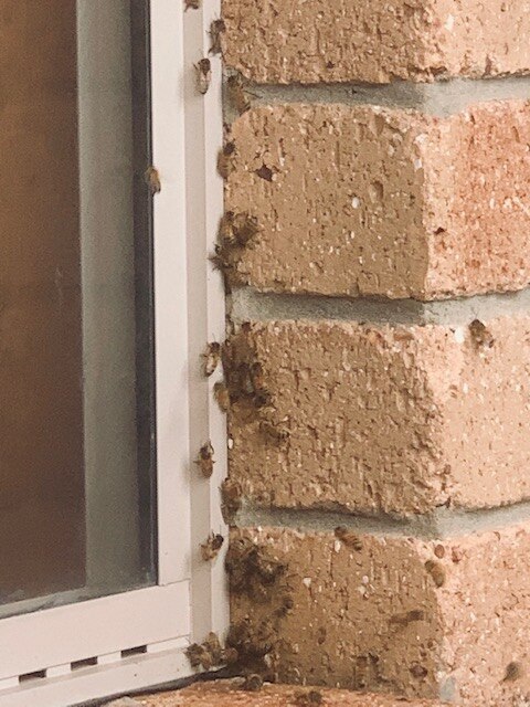 Spring is 'bee beard' season, but experts say the swarms are harmless ...