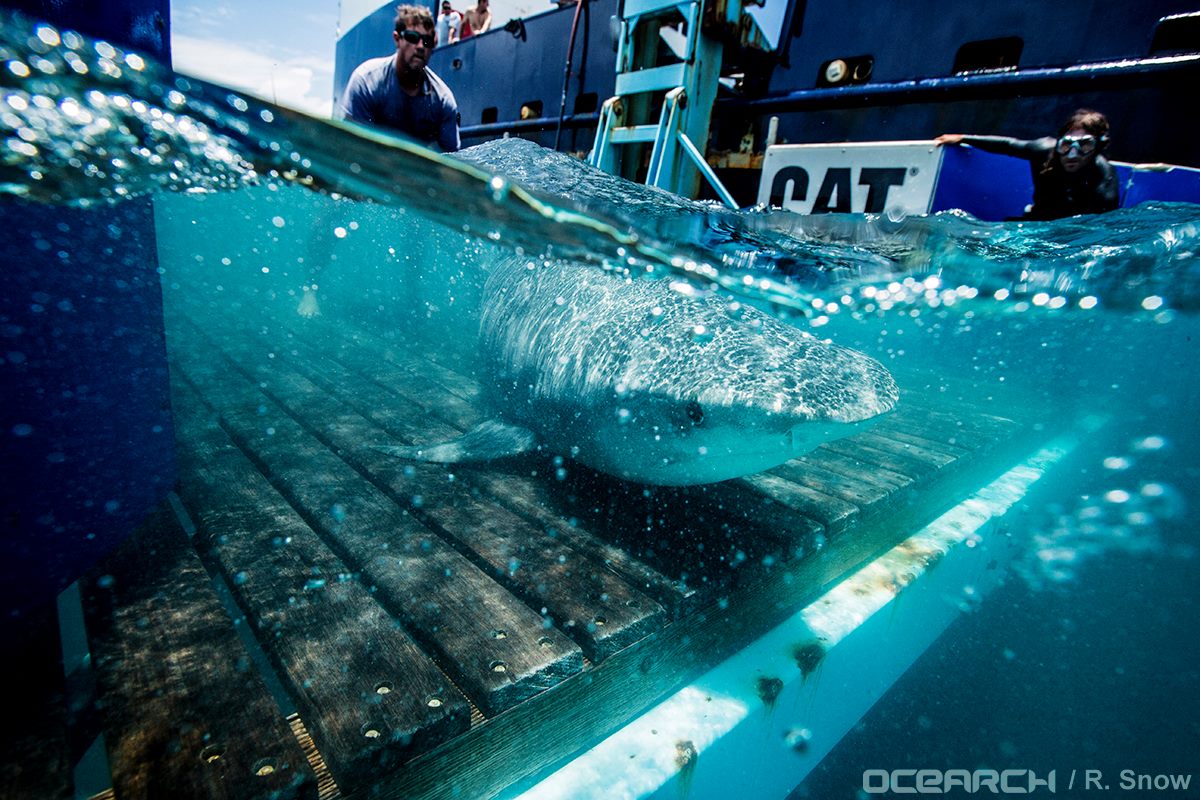 Shark research ship MV Ocearch docks in Darwin - ABC News