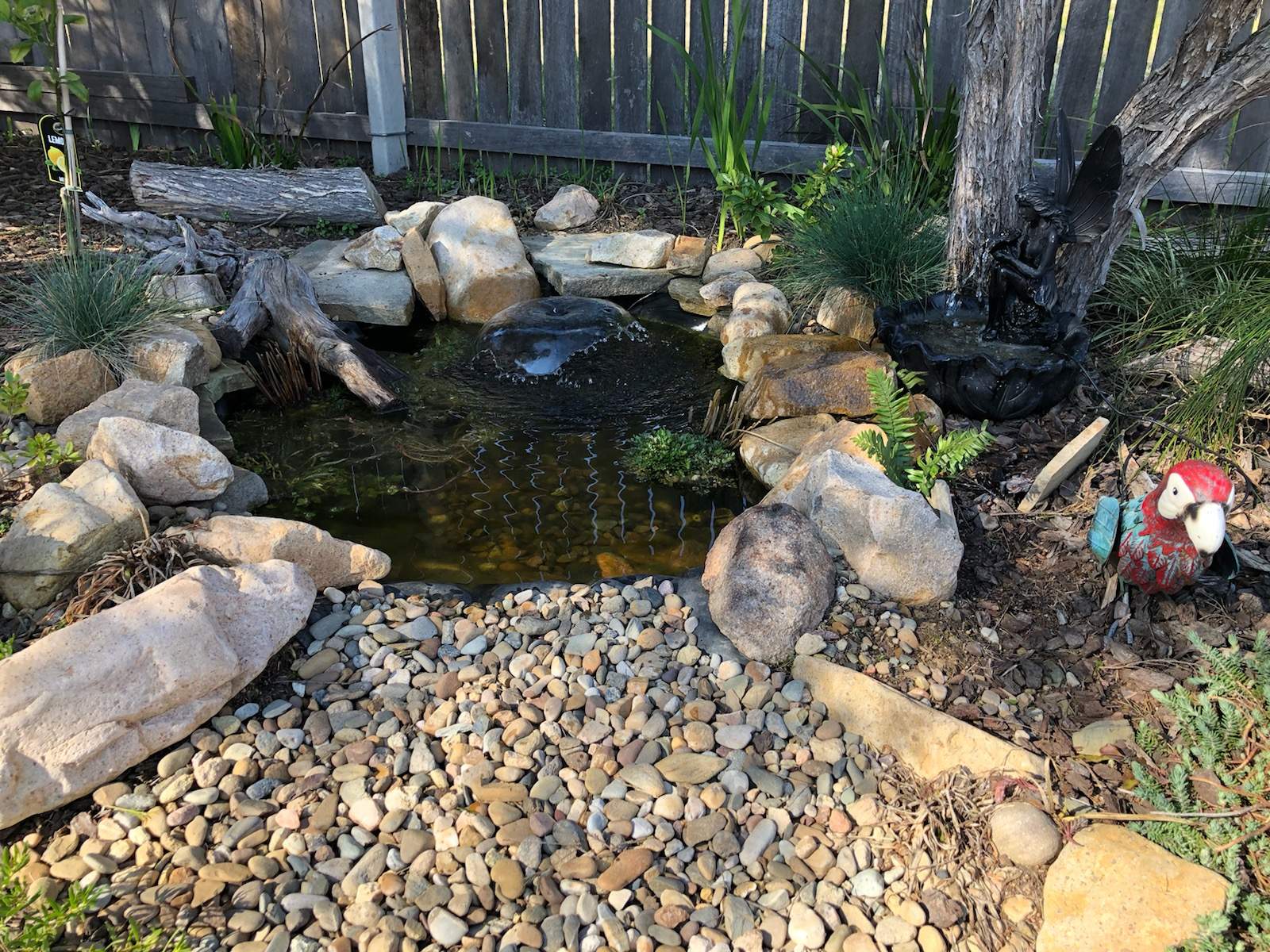 Frog friendly gardening - ABC listen