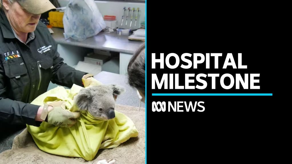 Port Macquarie Koala Hospital celebrates 50th anniversary - ABC News