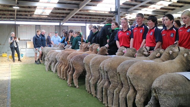 School students learning more about the sheep industry - ABC listen