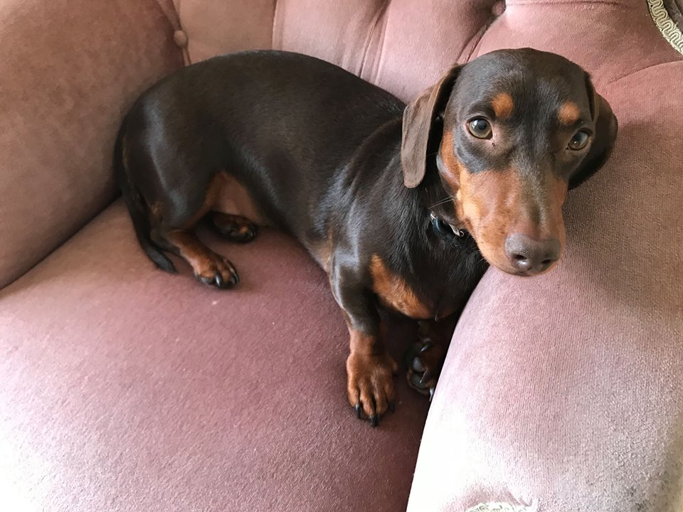 Sit, Stay, Good Doggie! - ABC Hobart