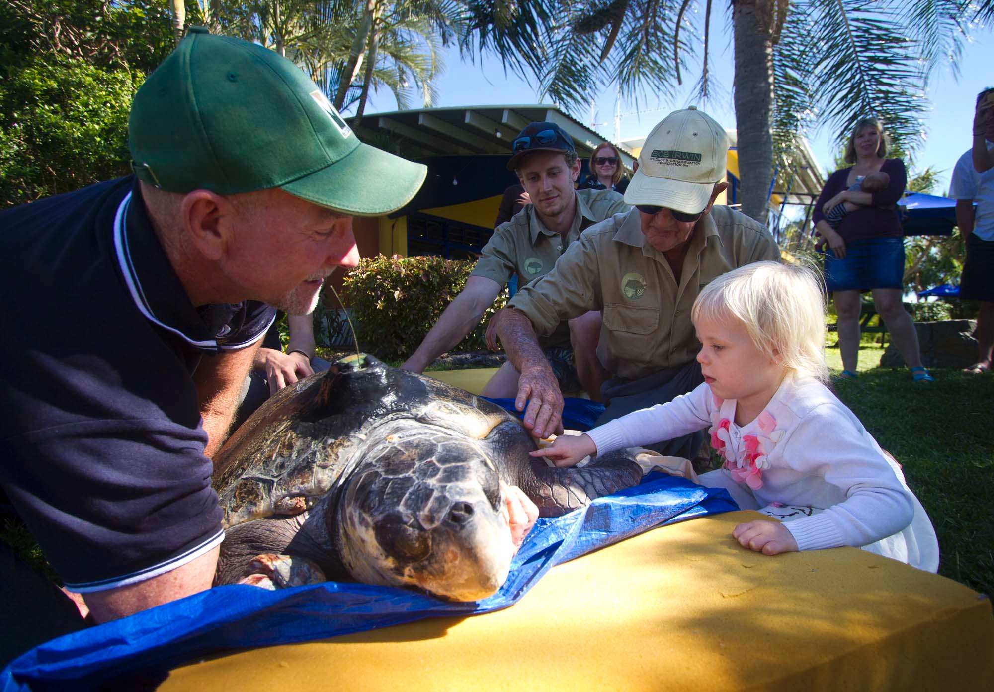 Endangered loggerhead turtle released back into wild after crocodile ...