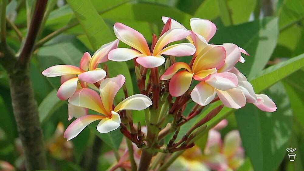 Awesome Apocynaceae - Gardening Australia