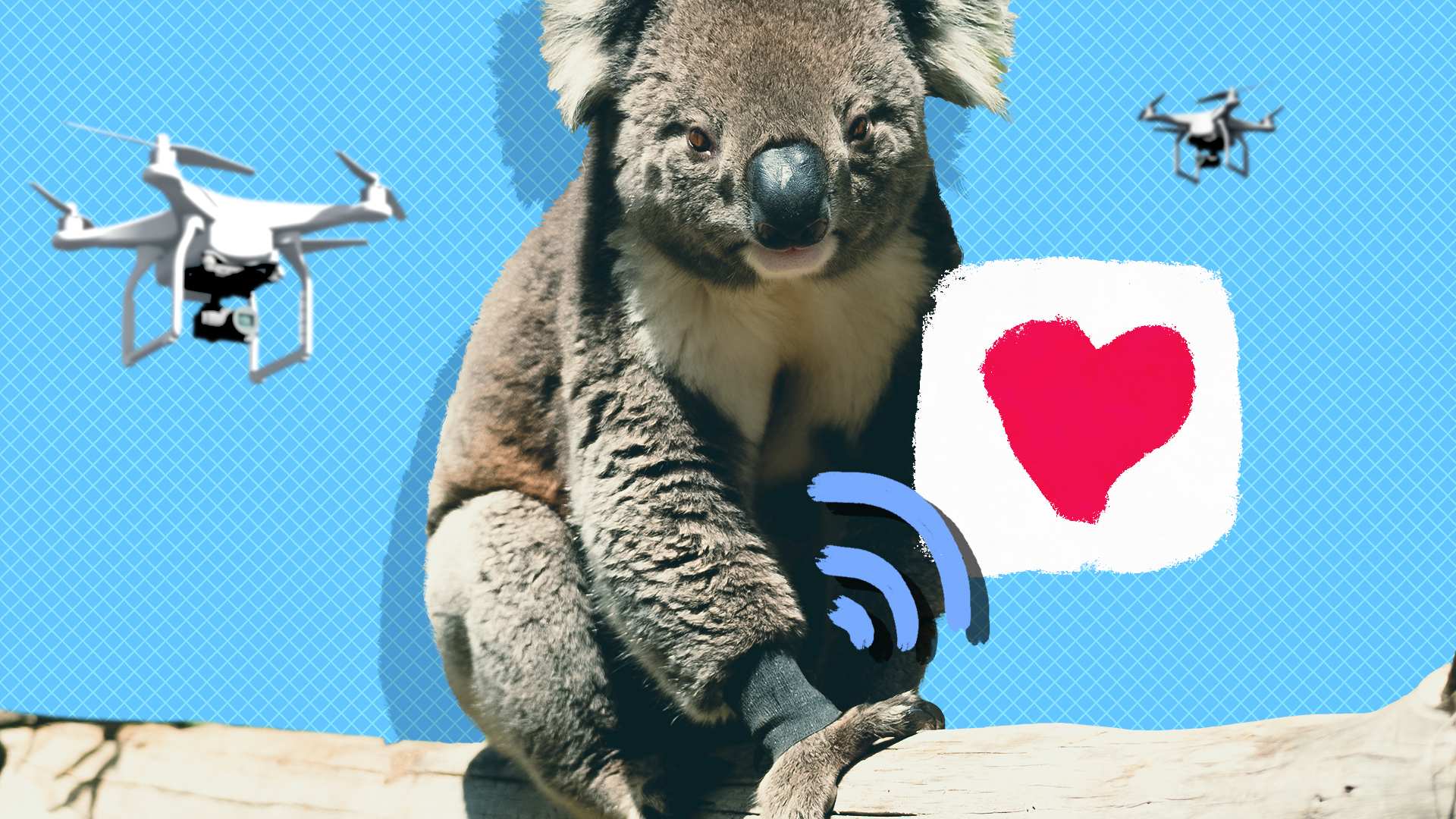 Koala Fitness Trackers - Behind The News