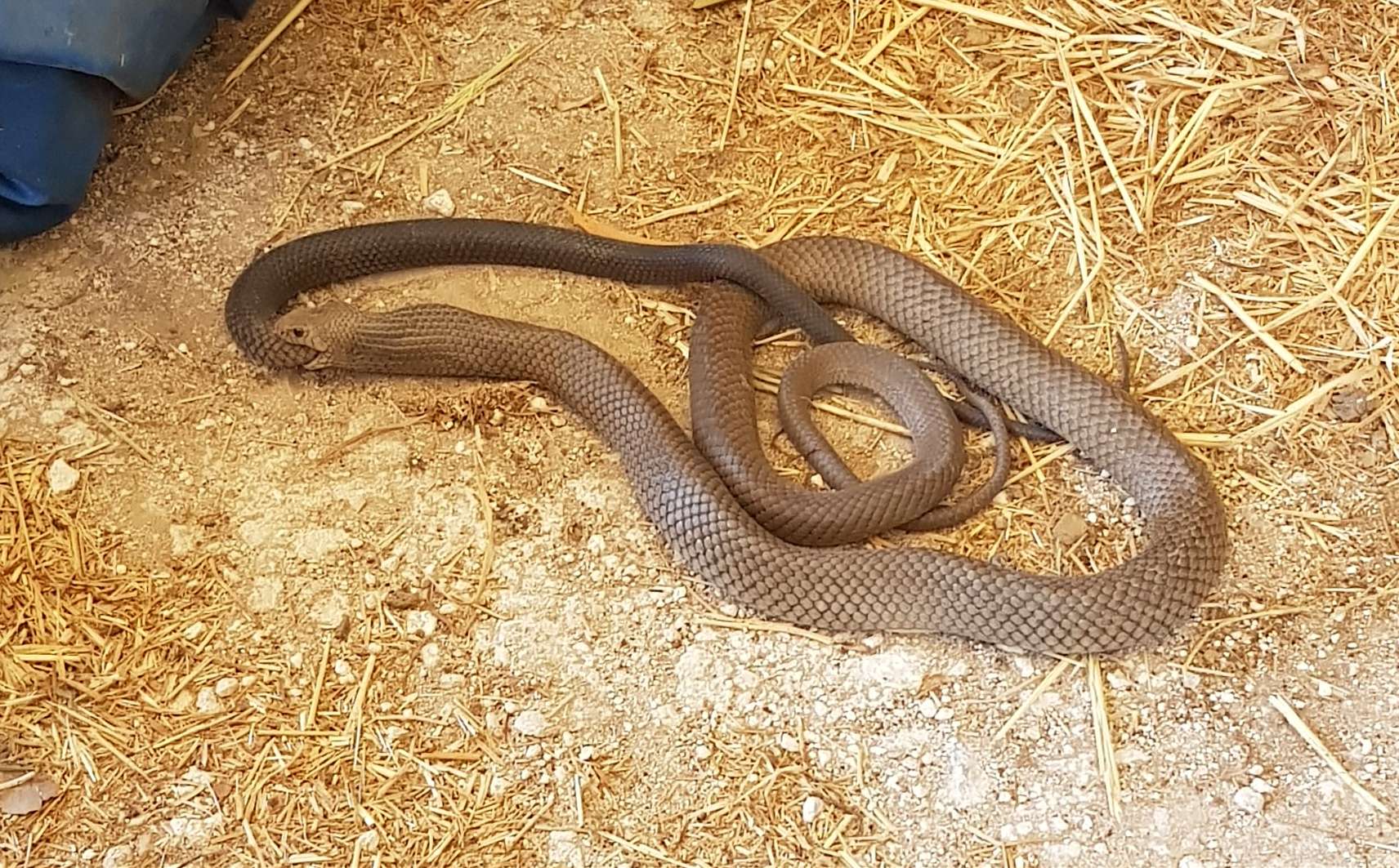 Snake swallowing another snake spotted on farmer's property in South ...