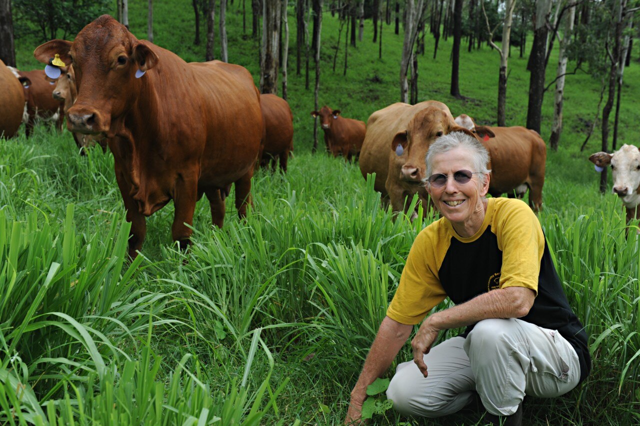 A beefalo? What's a beefalo? A beefalo! Why, didn't you know? - ABC News