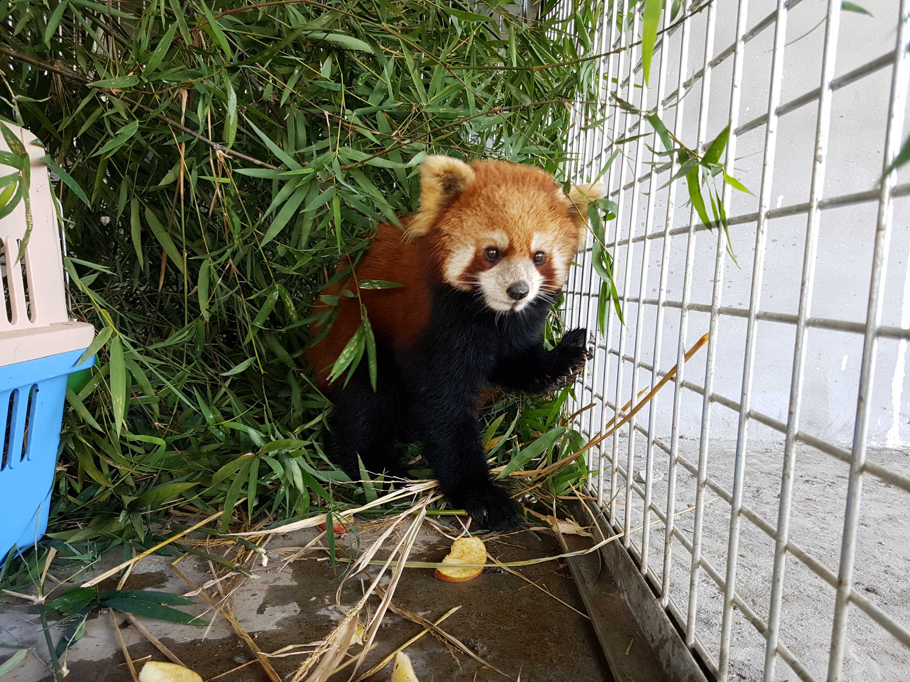 Endangered red pandas seized from smuggler in Laos, largest rescue ...