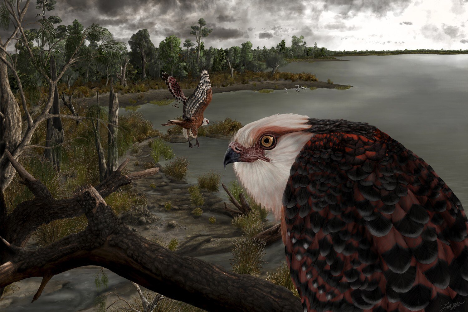 Legendary New Zealand giant eagle was a killer that ate like a vulture ...