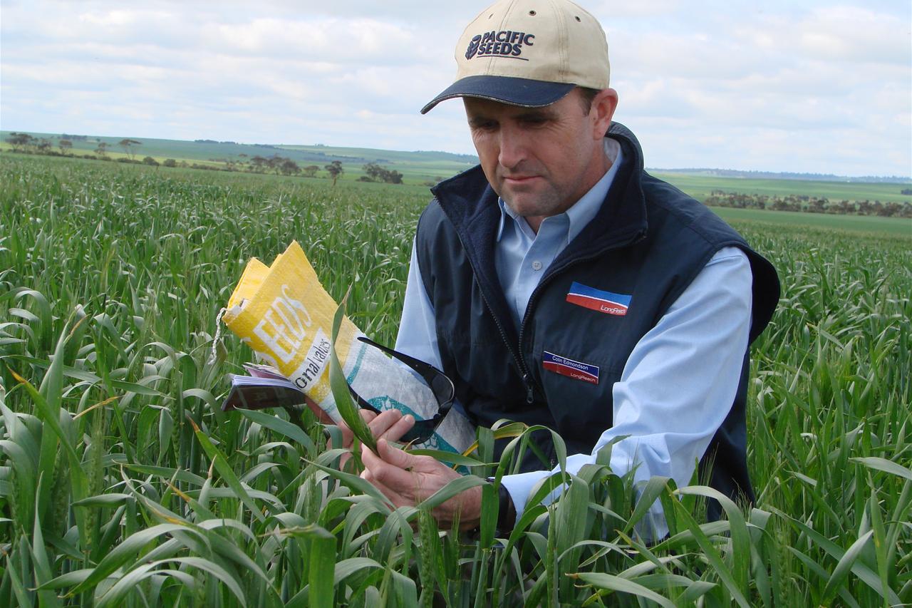 Upgrade of Scout wheat means more cash for growers - ABC News