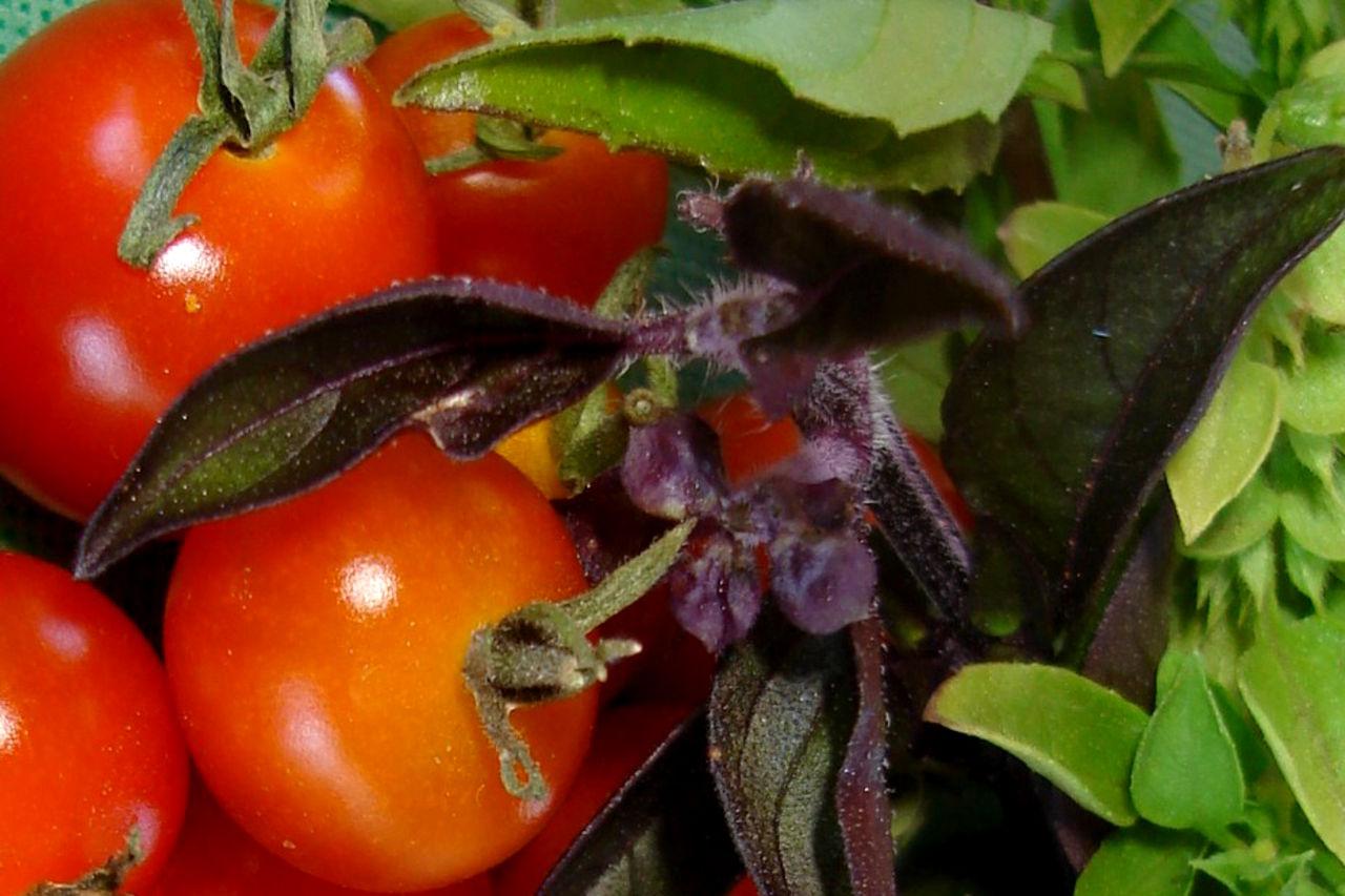 Super creamy schnitzel sauce - ABC Everyday