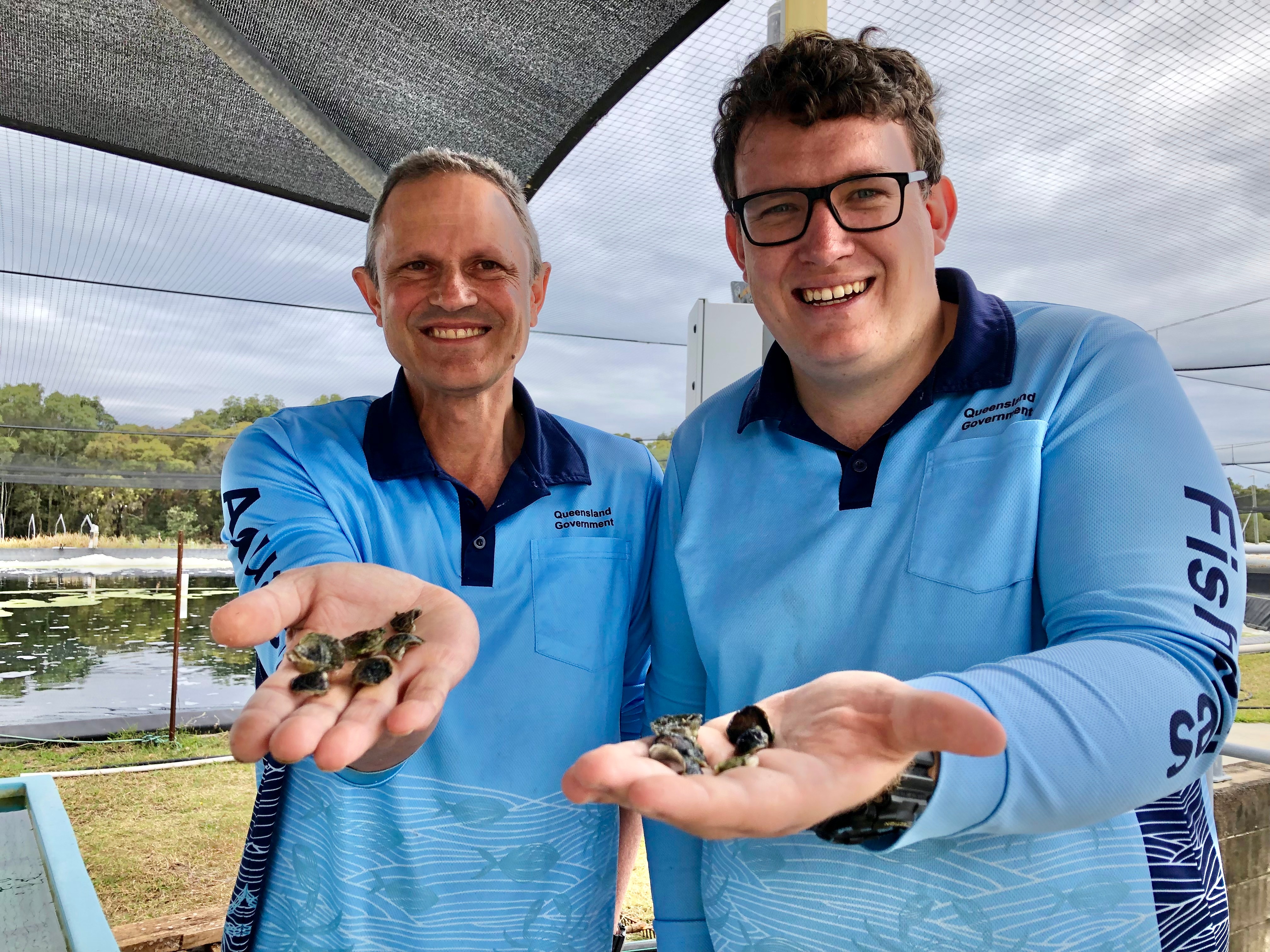 Queensland Fisheries' heat-tolerant oyster breeding breakthrough offers ...