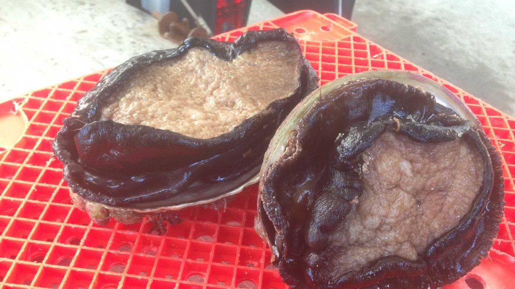 Tasmanian abalone contain protein being developed for new herpes ...