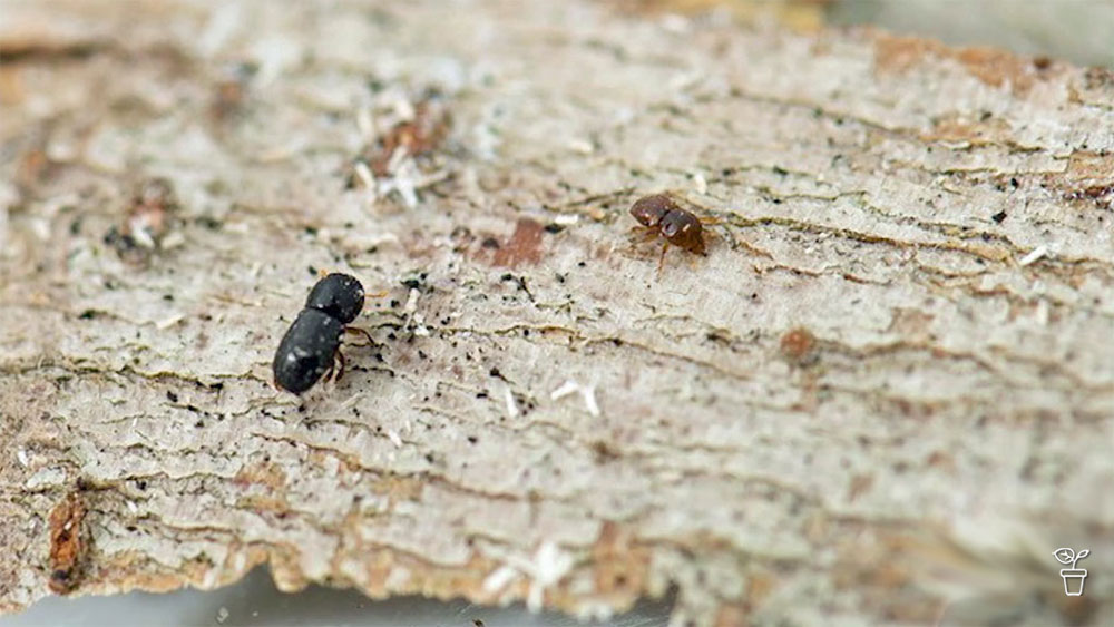 Tree Quarantine | Polyphagous Shot-Hole Borer (PSHB) - Gardening Australia
