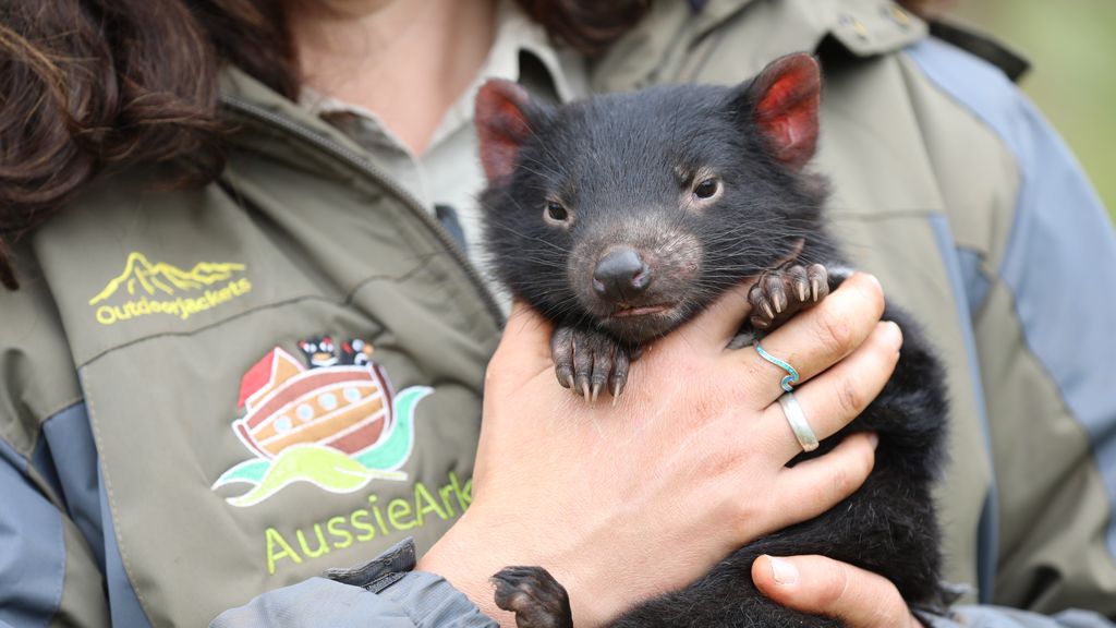 Tasmanian Devil joeys born at Aussie Ark get first health check - ABC News