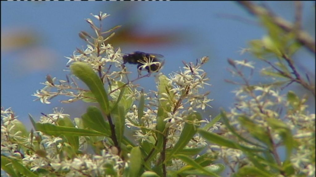 Bumble Bees - ABC News
