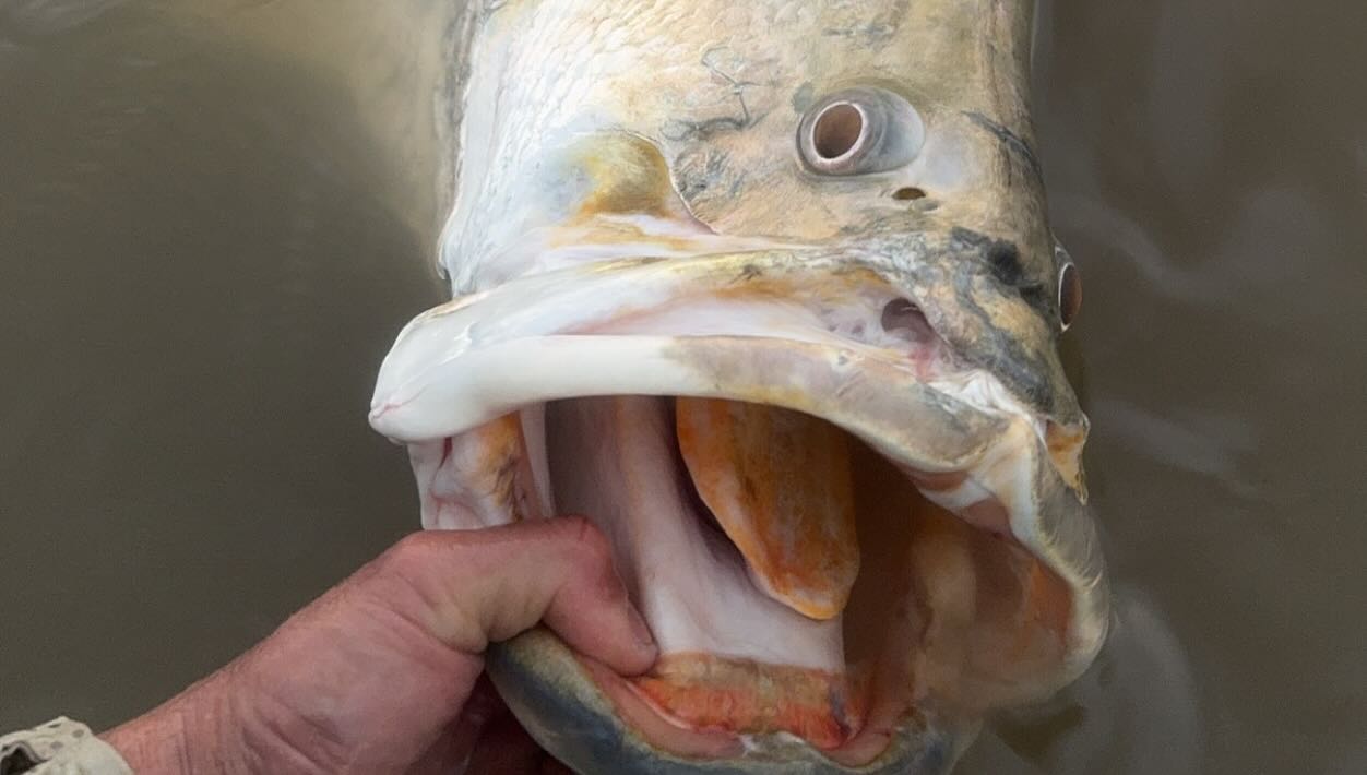 Best barramundi season on record for Rockhampton's Fitzroy River ...