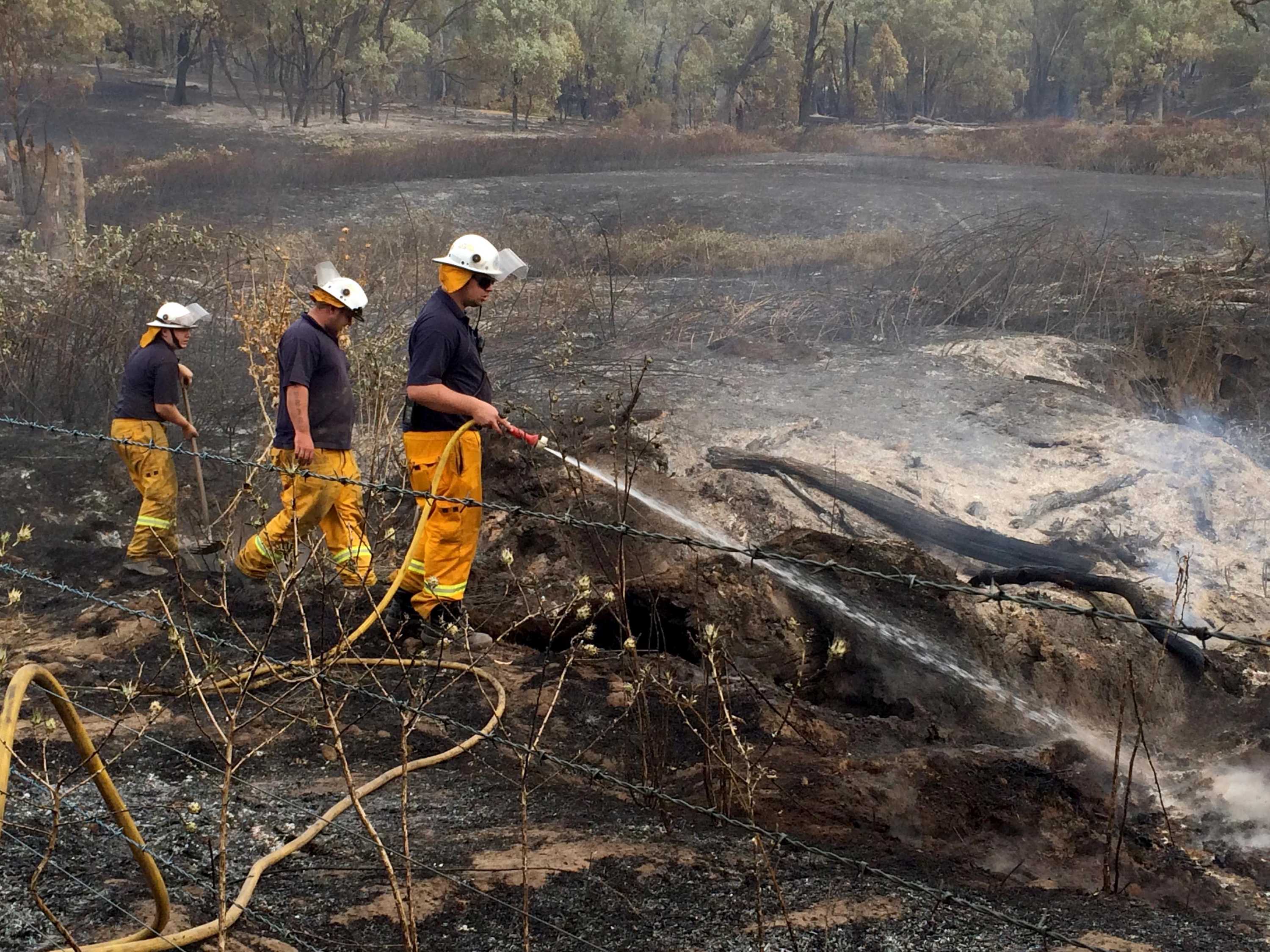 Black Saturday frog study finds extreme bushfires threaten amphibians ...