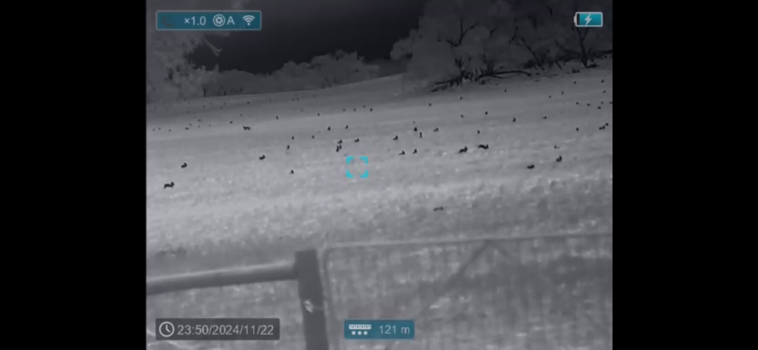 Rabbit populations boom in parts of Australia as ideal conditions see ...