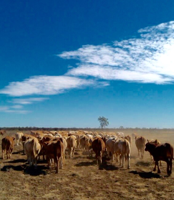 Nappa Merrie property wants 10,000 cattle to restock after rain - ABC News