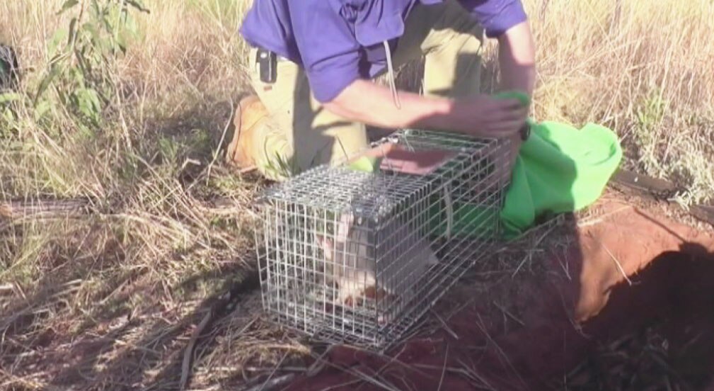 Bilby capture in the Kimberley in eureka moment for WA researchers ...