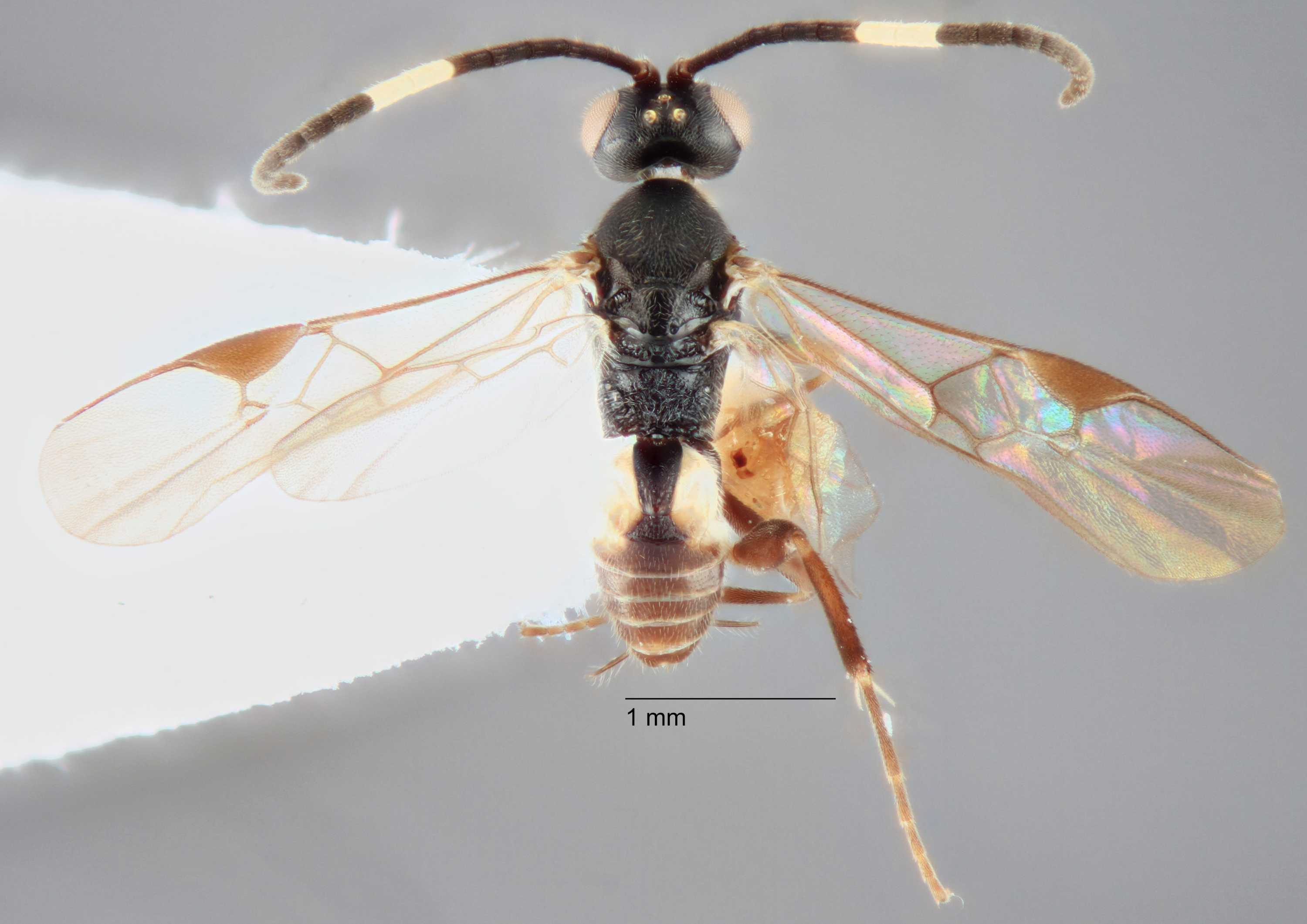 New species of parasitic wasps named after Oreos and Doctor Who aliens ...