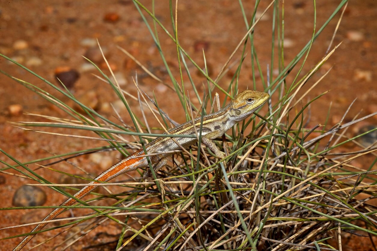 New lizard species confirmed in outback Qld - ABC News