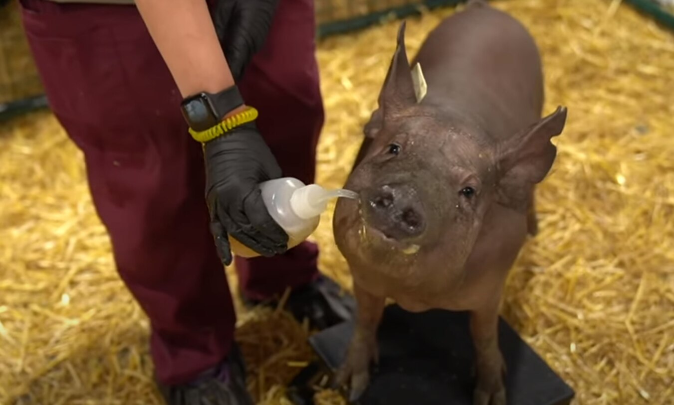 Could this pig change the way people with spinal cord injuries live ...