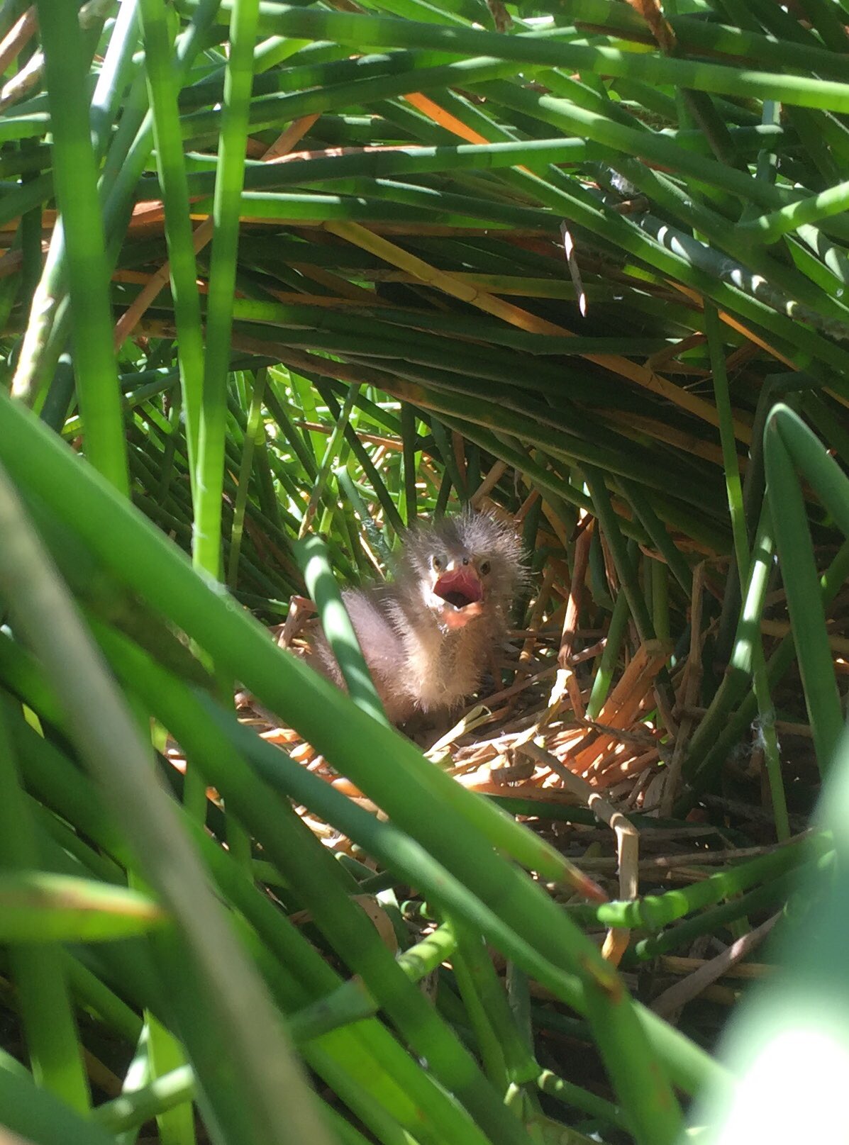 Environmental water flow reaches wetland triggering big breeding event ...