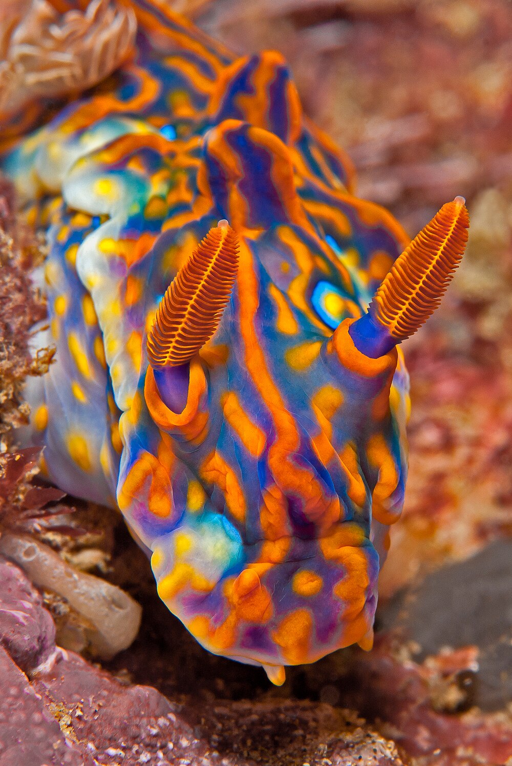 Scientists watching southerly migration of tropical sea slugs to chart ...