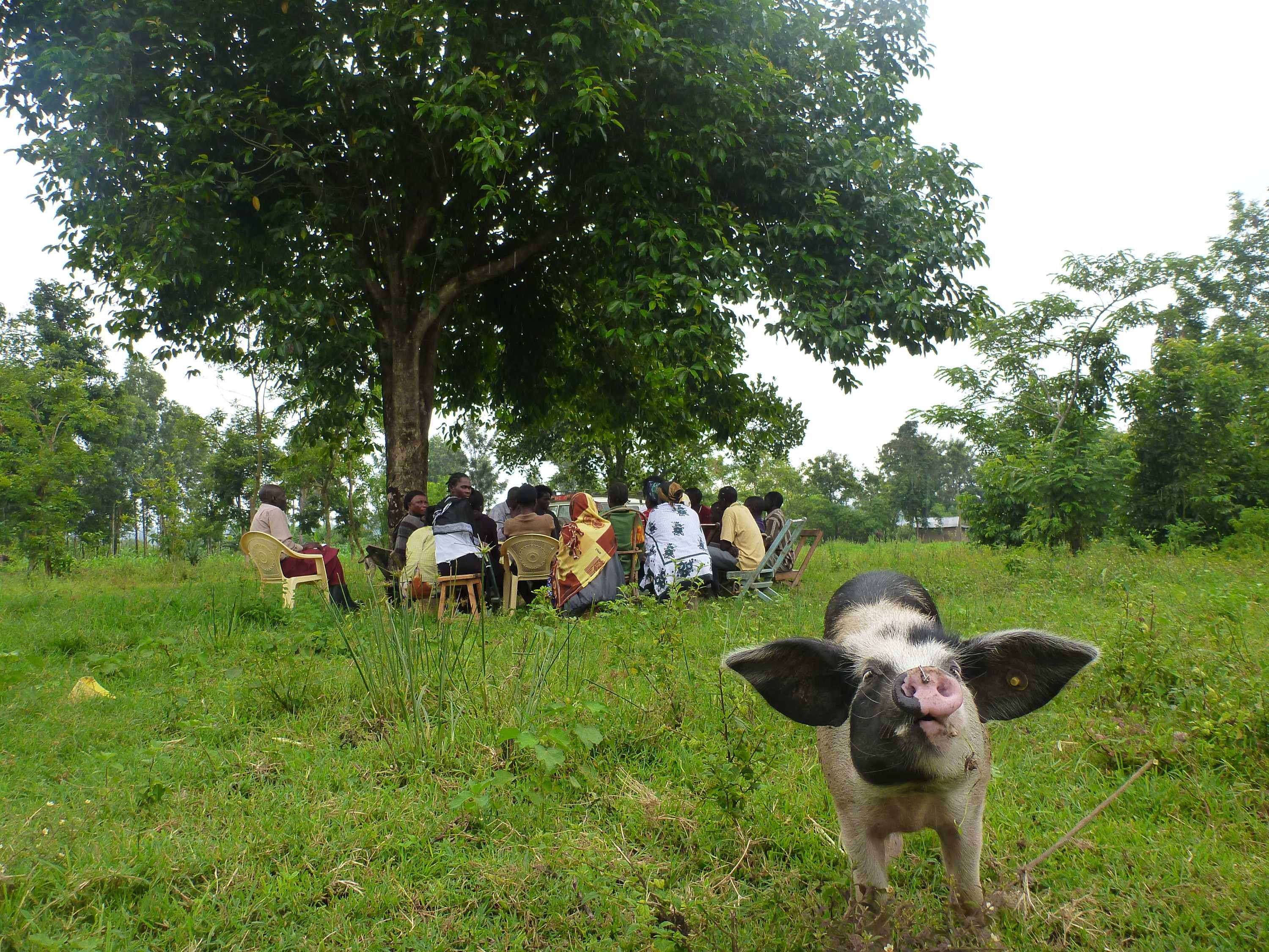 Swine fever analysed in no pigs land - ABC News