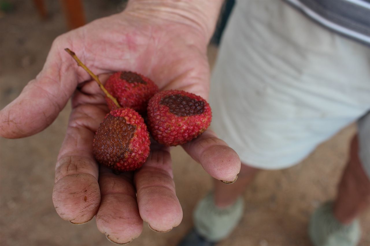 Christmas lychee crop getting burnt - ABC News