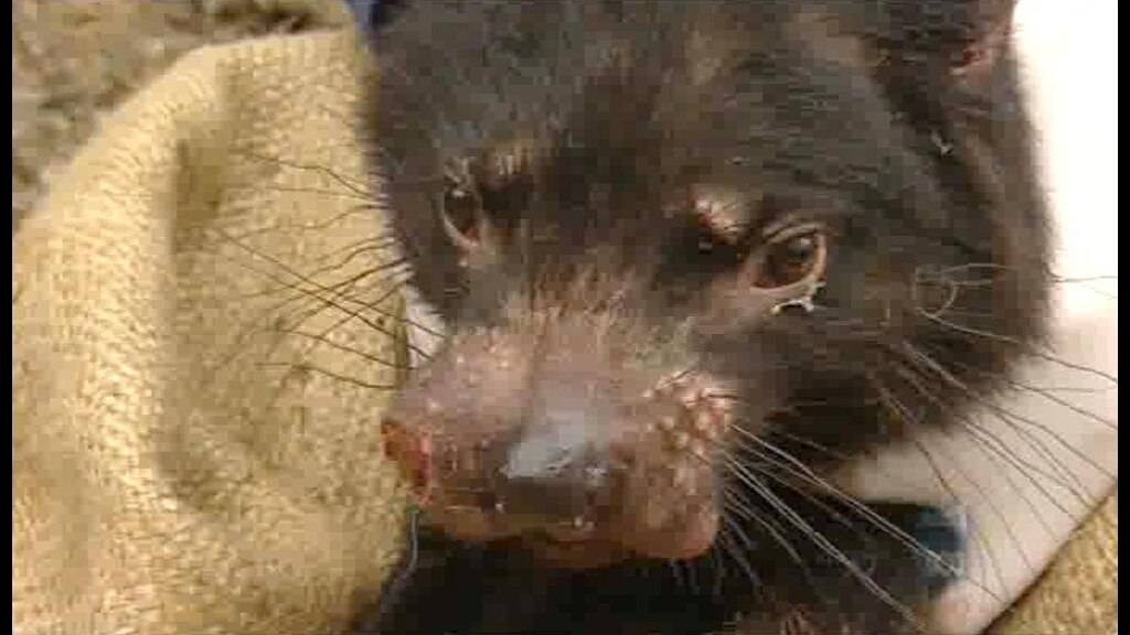 Animals species in serious danger - ABC News