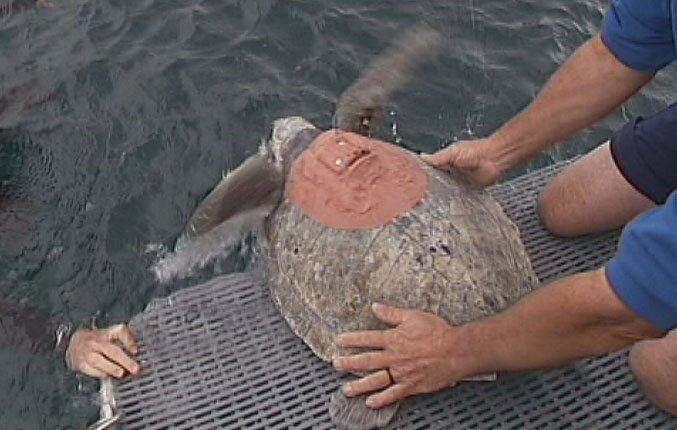 Sea turtle mysteries to be revealed via satellite - ABC News