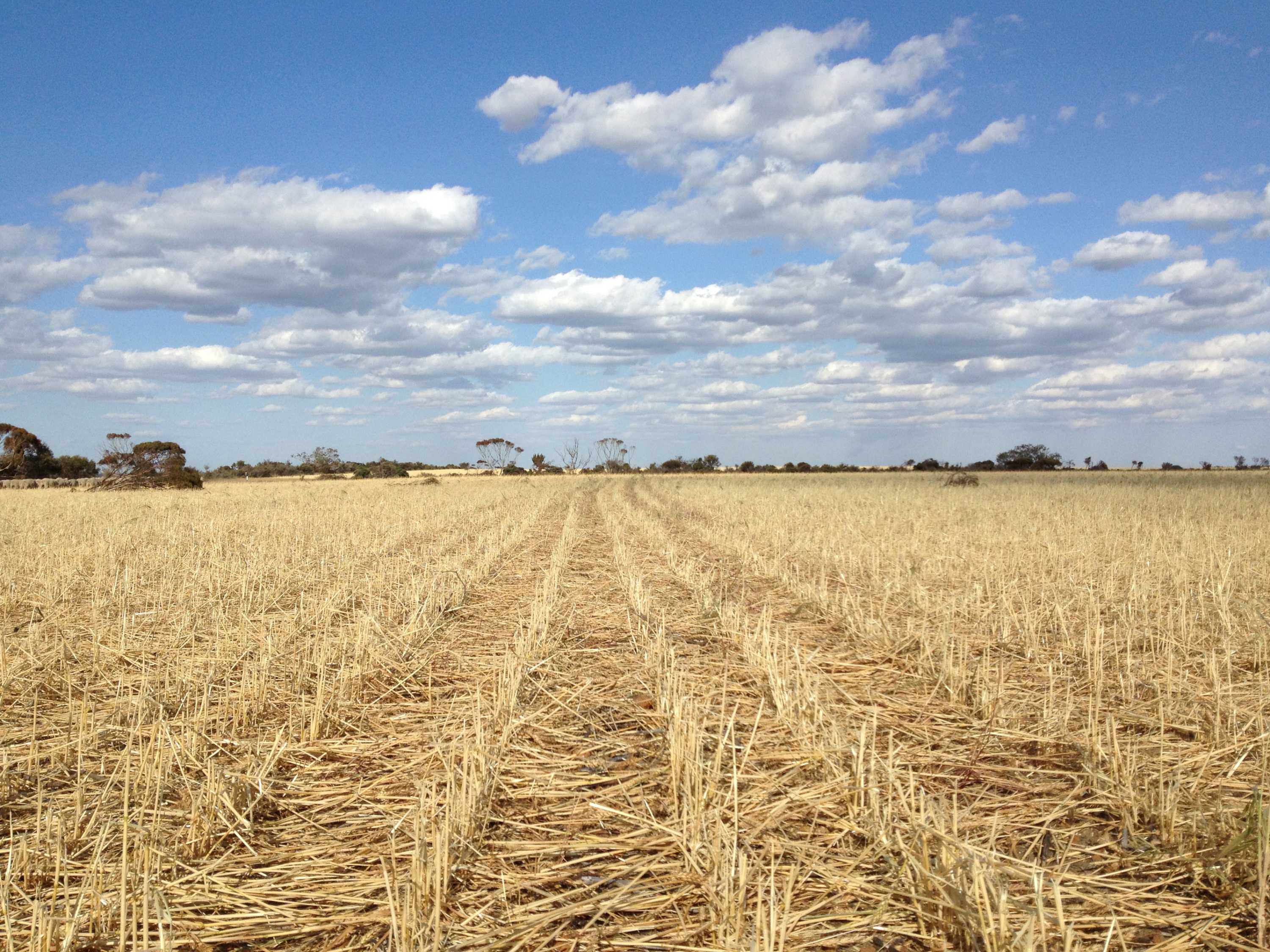 Farmers left reeling as hail storm destroys South East crops - ABC News