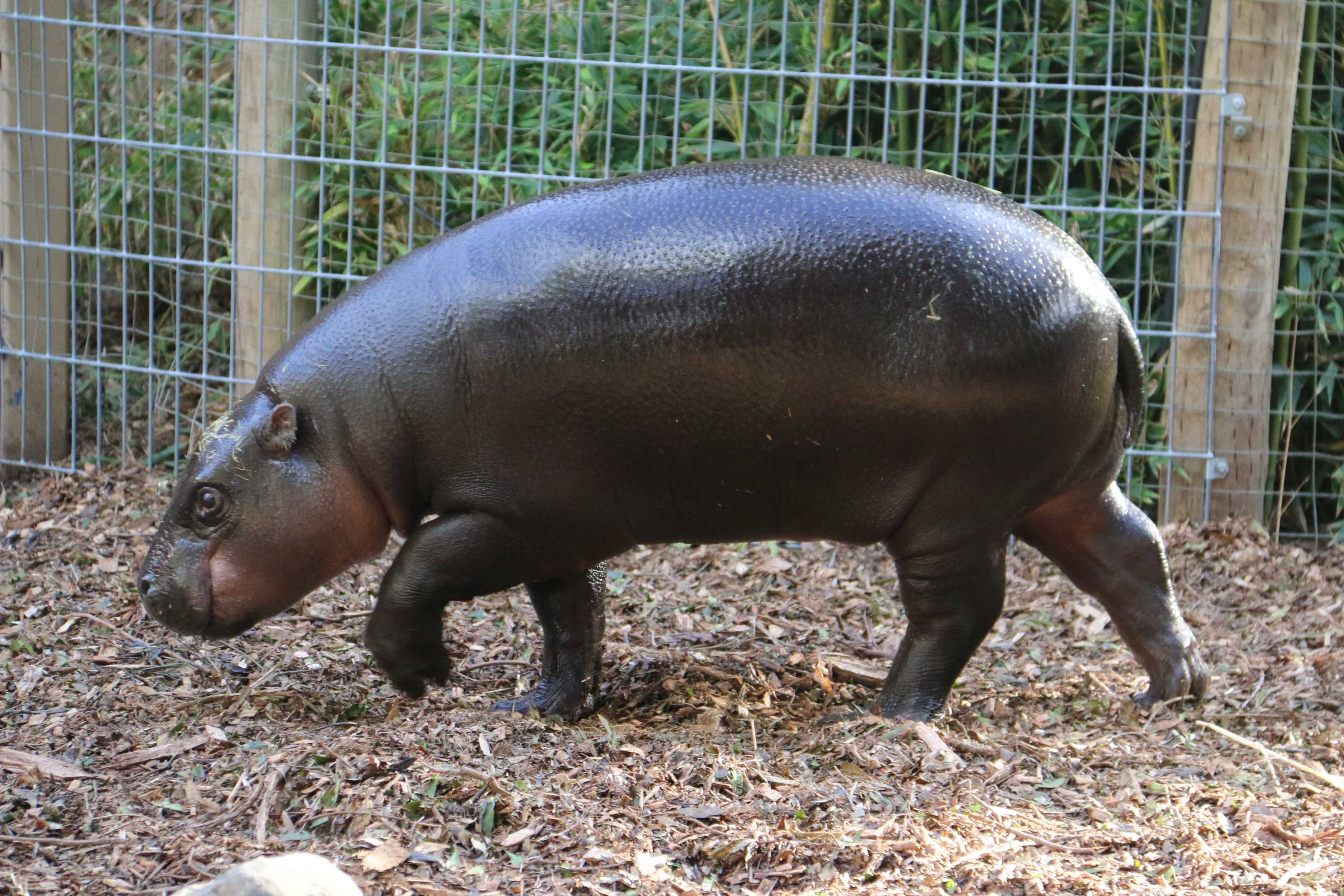 Australia's oldest and much-loved hippopotamus Brutus dies at Adelaide ...