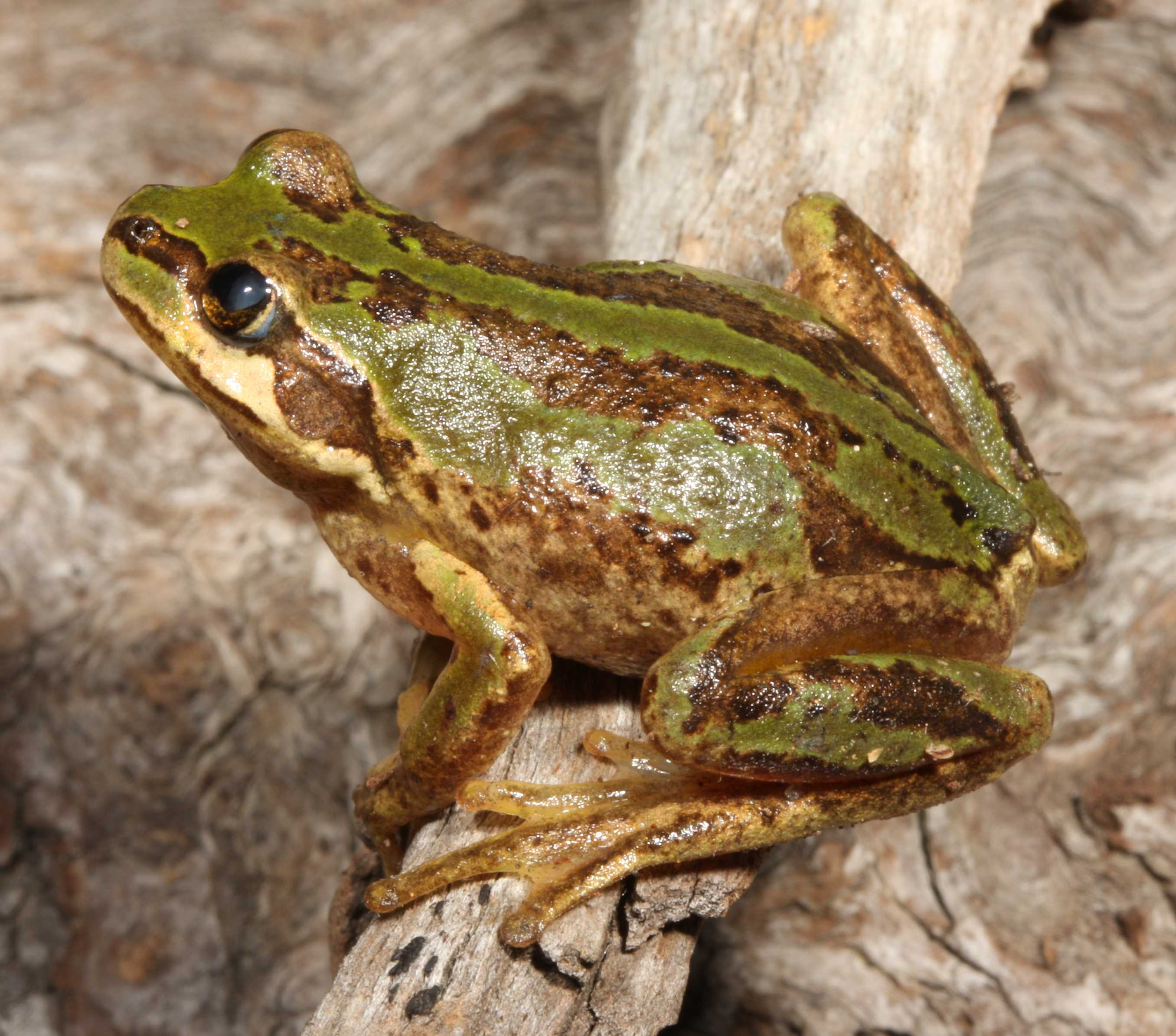 Fears fungal disease may wipe out several Victorian frog species - ABC News