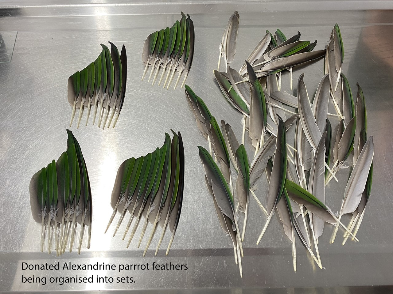 Dr Gallagher said following the imping procedure birds will immediately ...