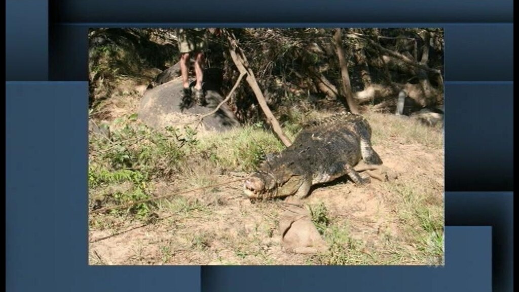 Rangers capture big croc - ABC News