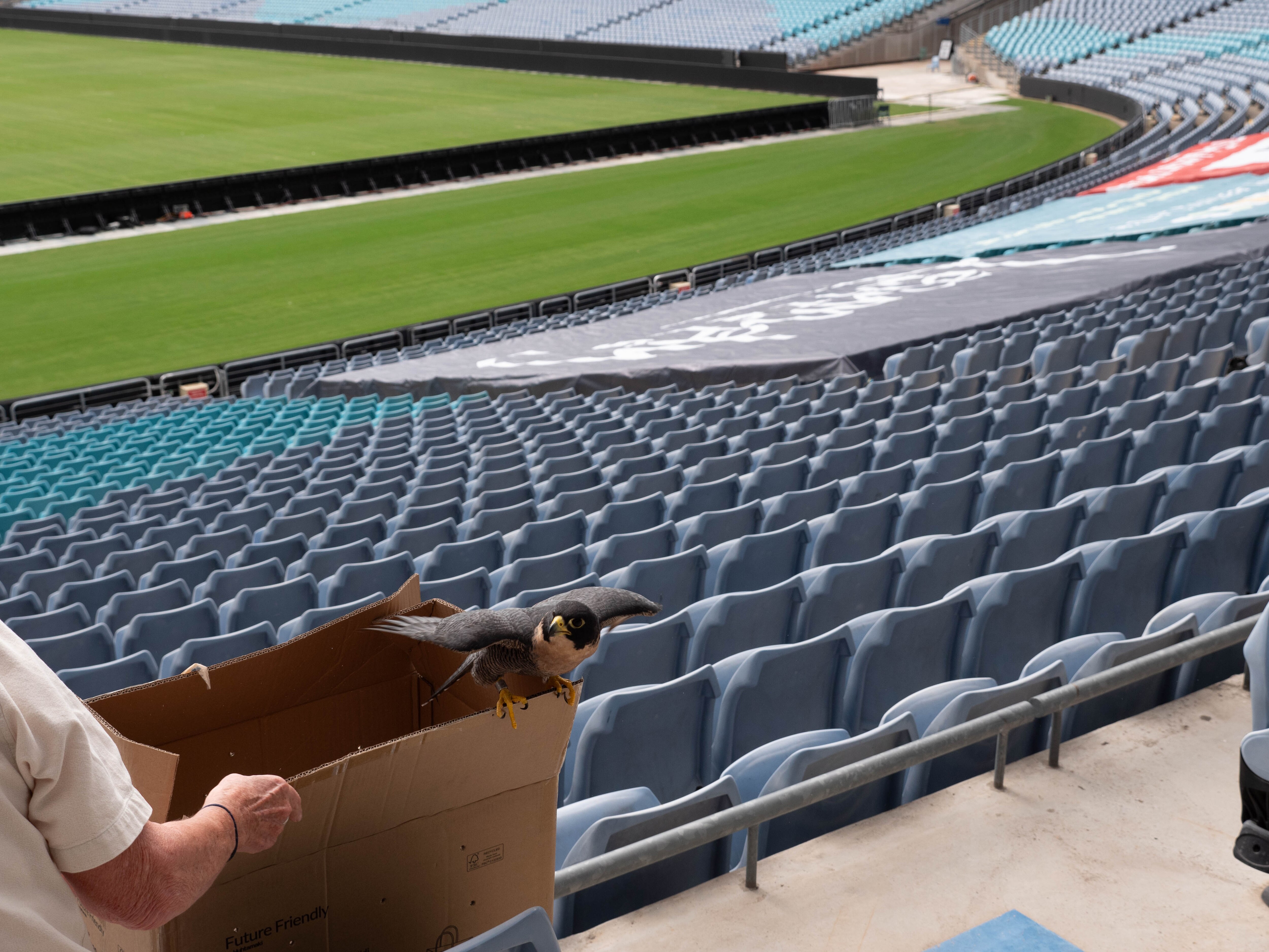 Swifty the peregrine falcon that crashed Taylor Swift concert set-up ...