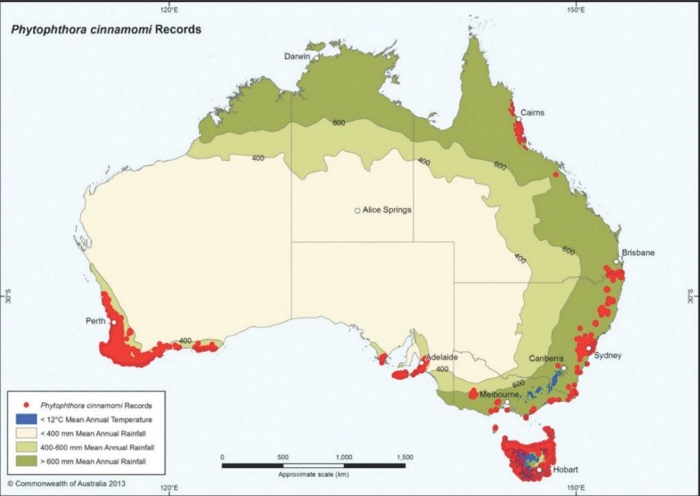 Tree deaths from dieback spread compared to coral bleaching on Great ...