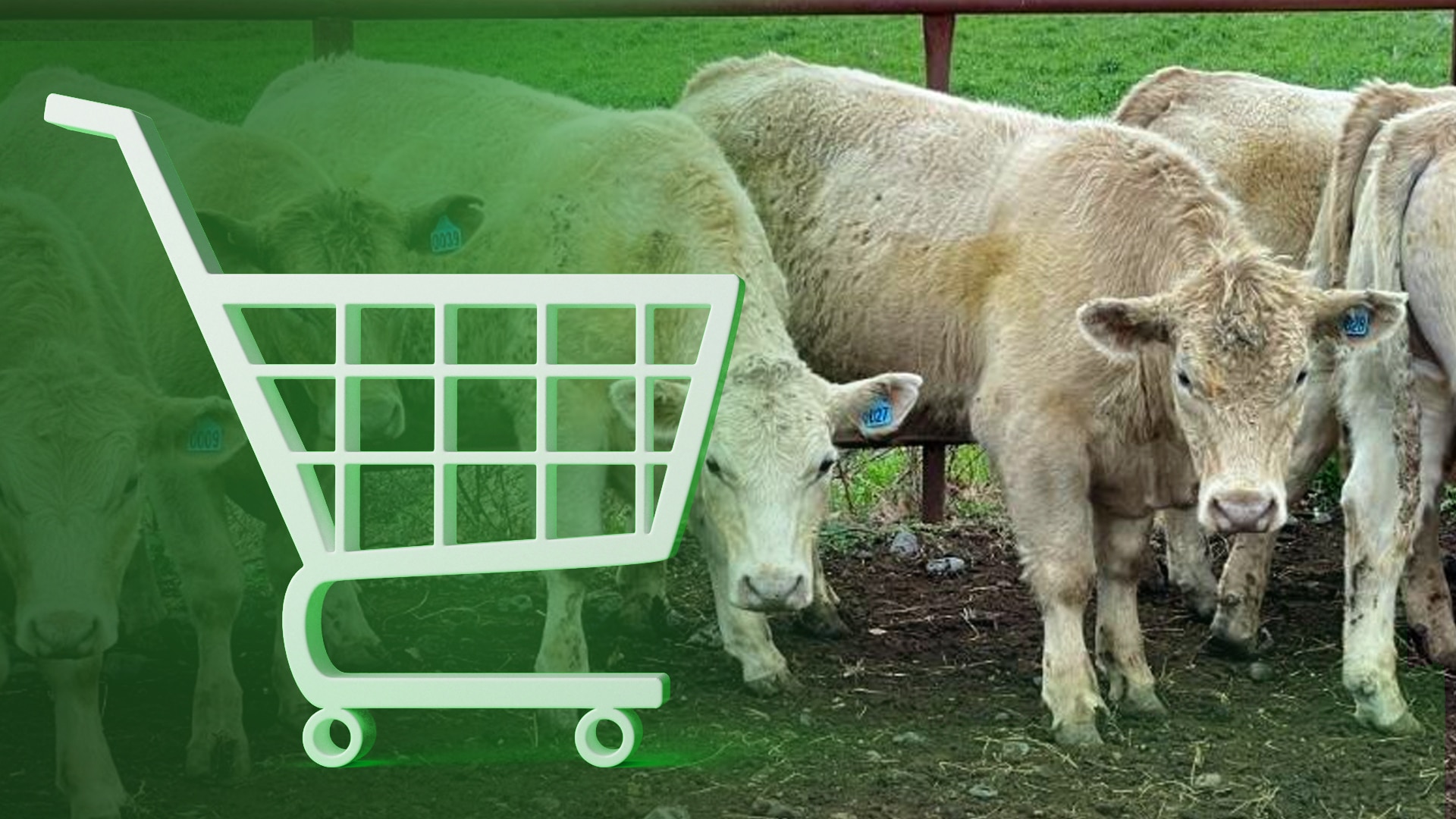 Farmers flock online as AuctionsPlus hits record $2.35b selling cattle ...